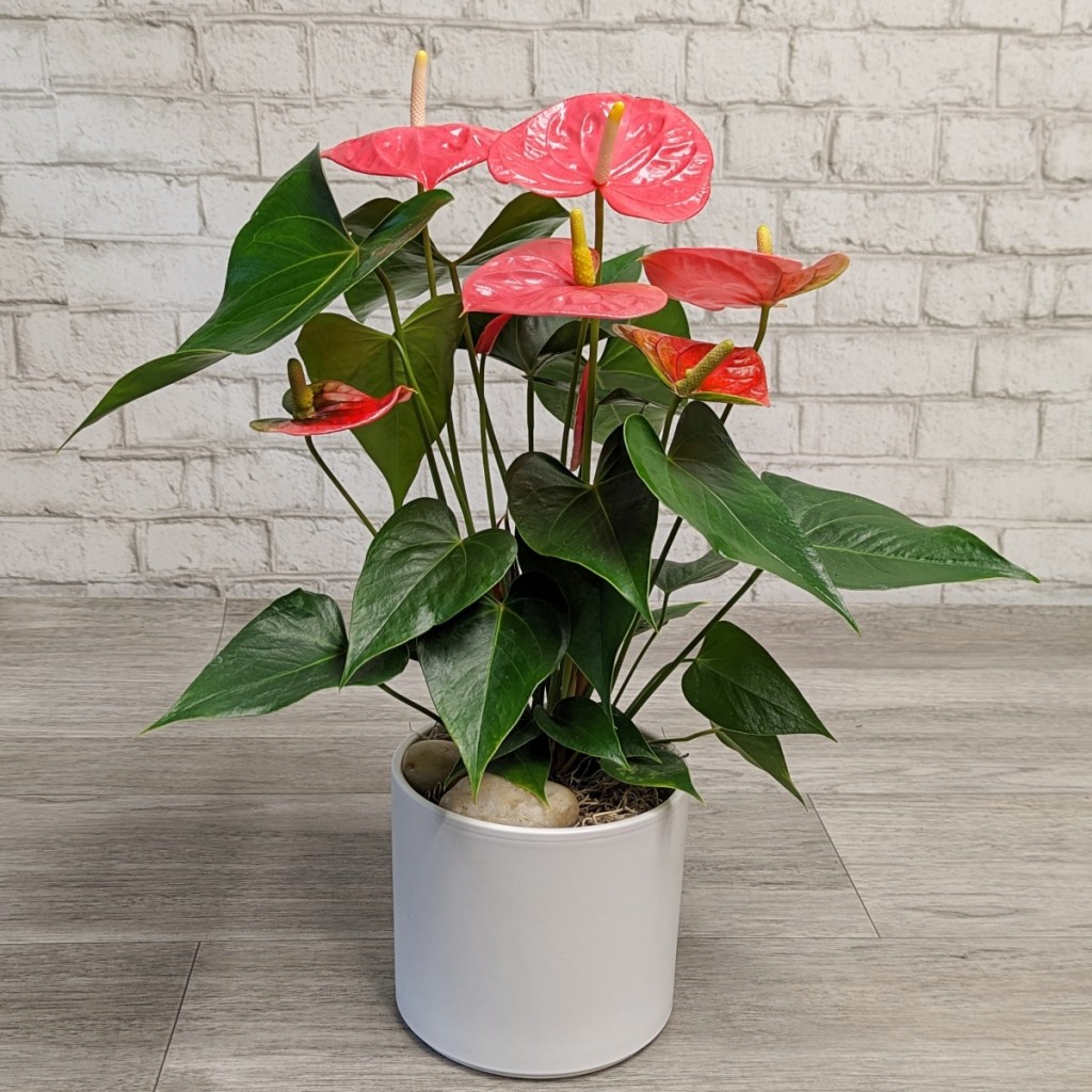 Potted Anthurium – Brown’s The Florist BD Canada